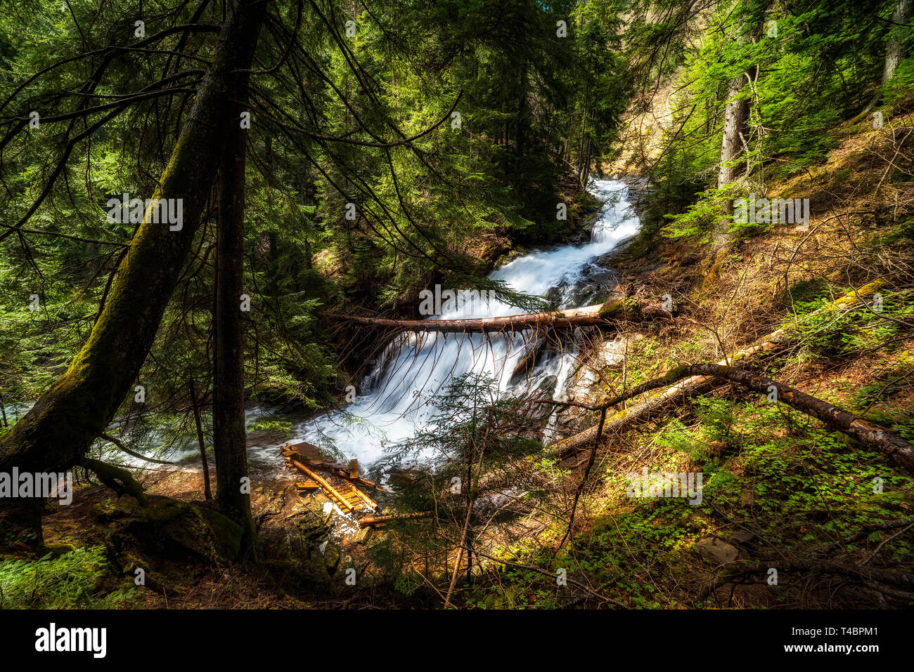 Full spring hi-res stock photography and images - Alamy