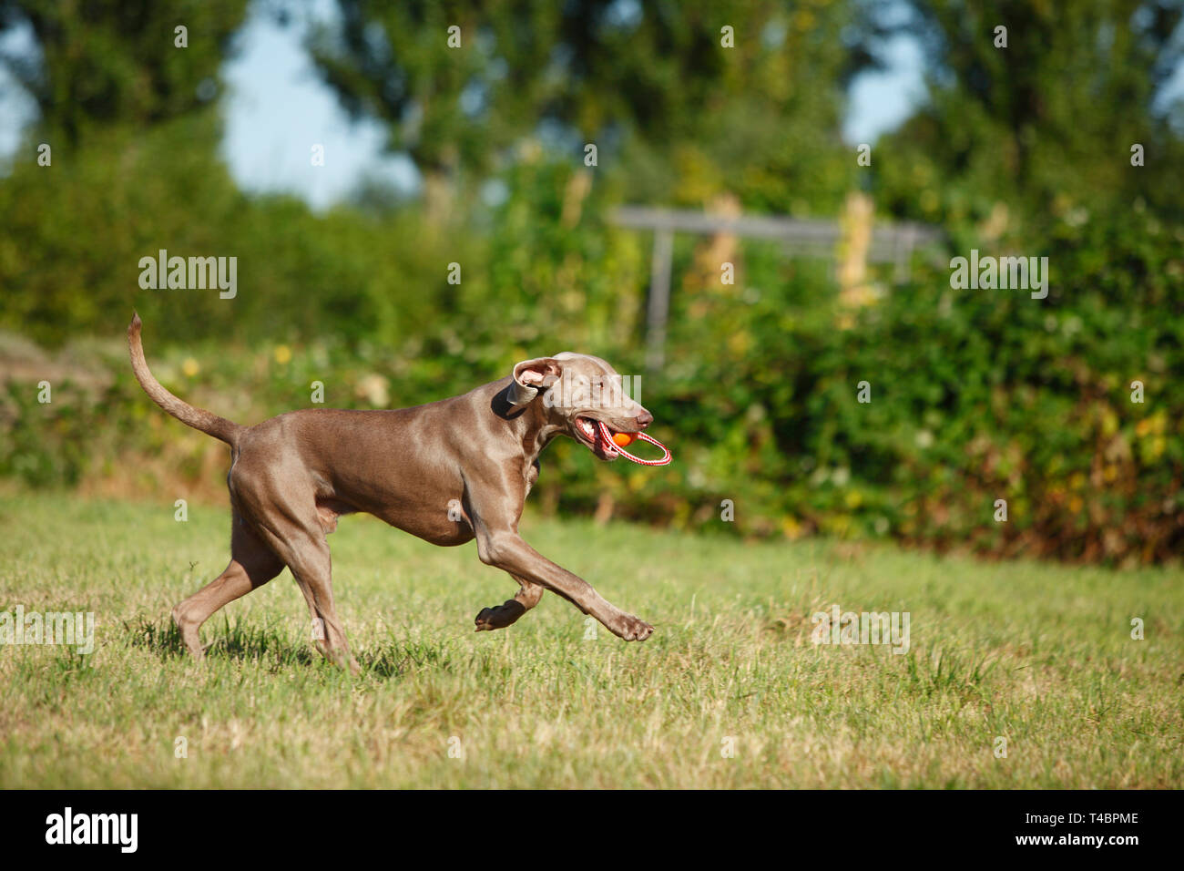 Weimaraner running hi-res stock photography and images - Alamy