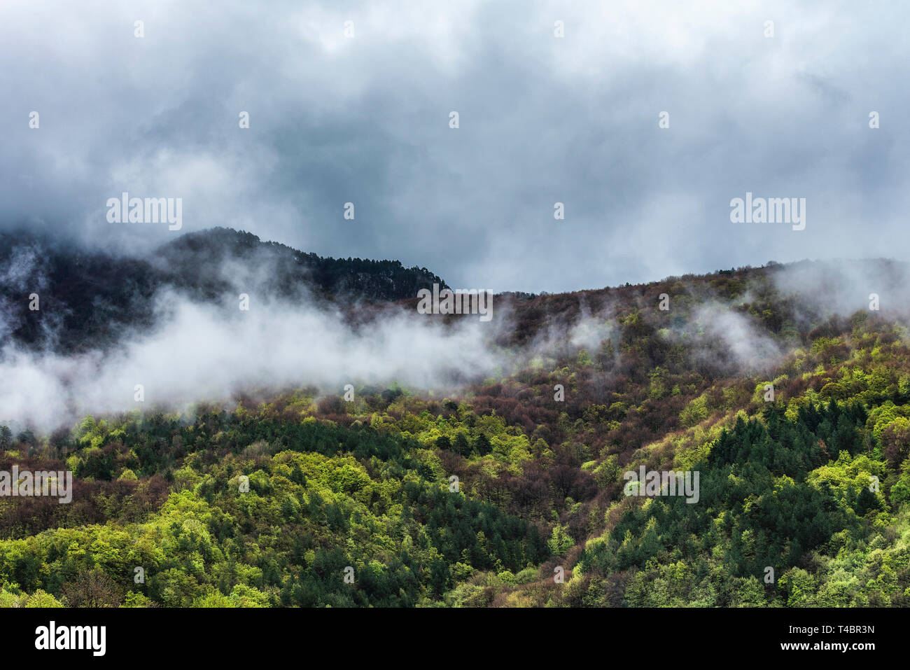 Spring in misty mountain Stock Photo - Alamy