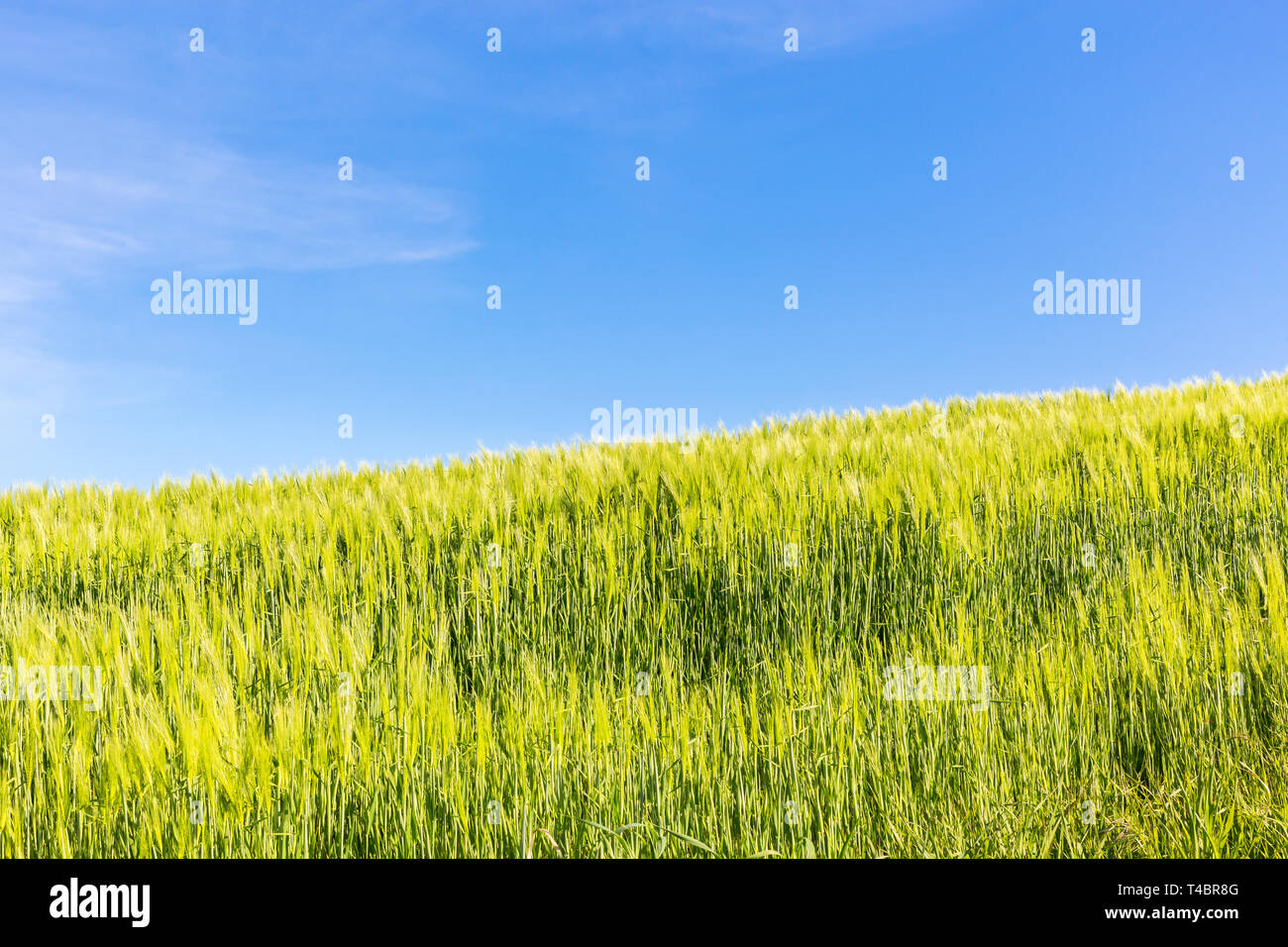Rolling Wheat field in a rural landscape Stock Photo - Alamy