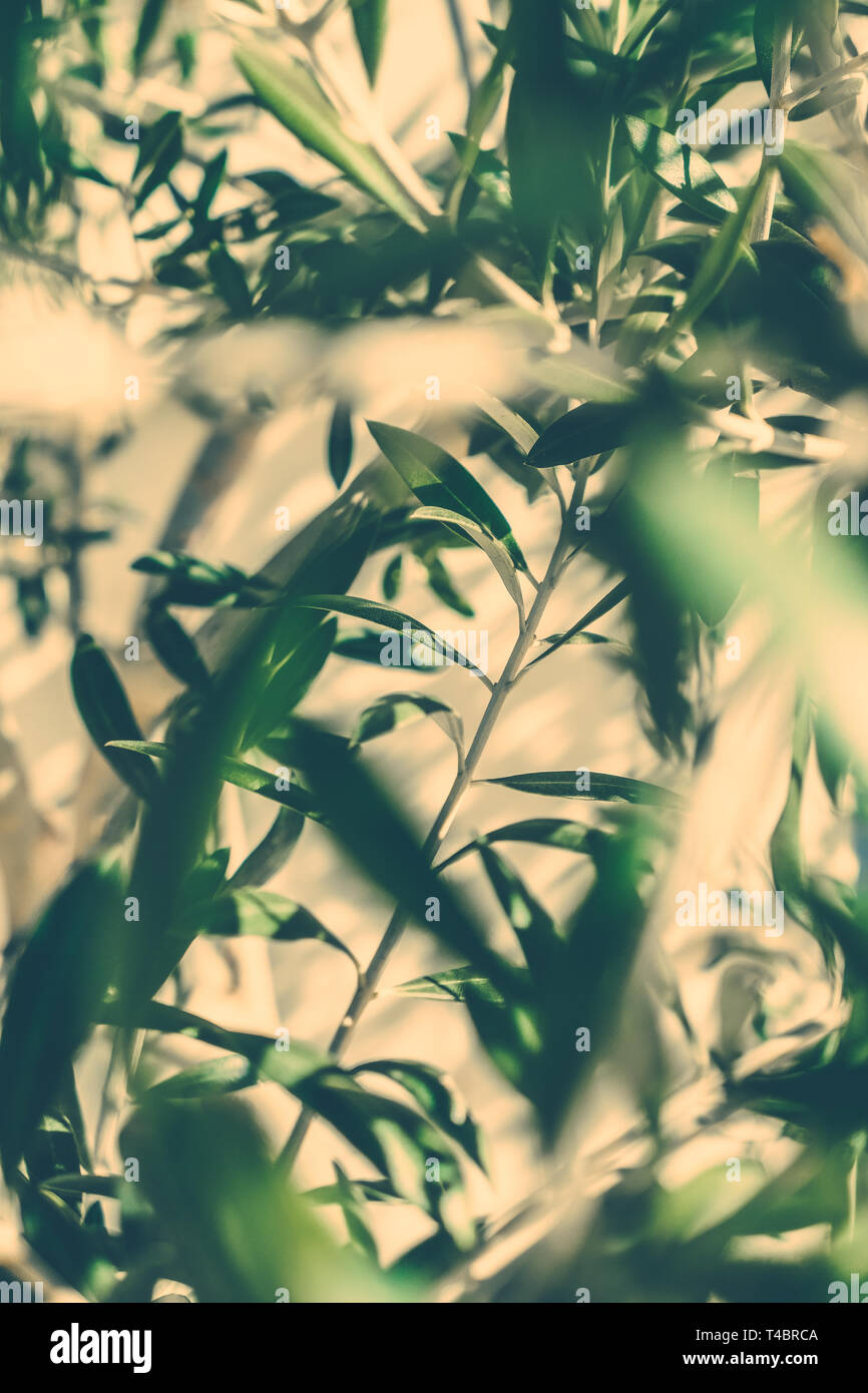 Mediterranean nature, botanical background and summertime concept ...