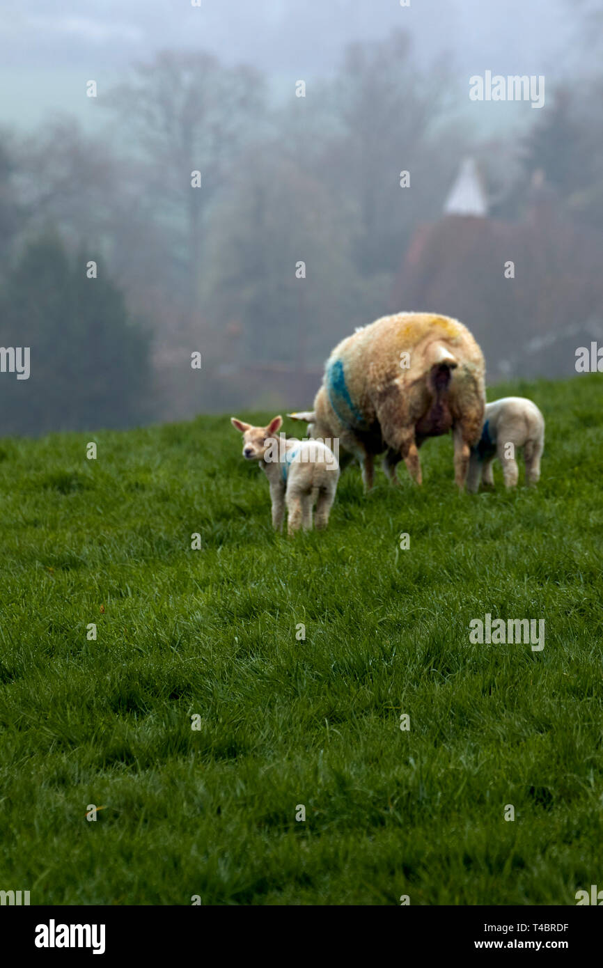 Sheep and new lambs in the mist of a spring day in the Kent countryside ...