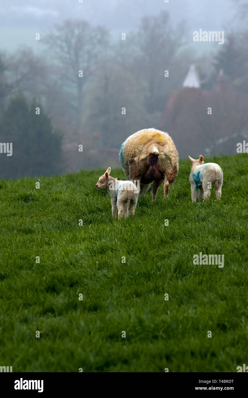 Sheep and new lambs in the mist of a spring day in the Kent countryside ...