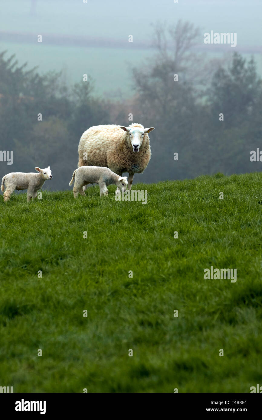 Female sheep herder hi-res stock photography and images - Alamy