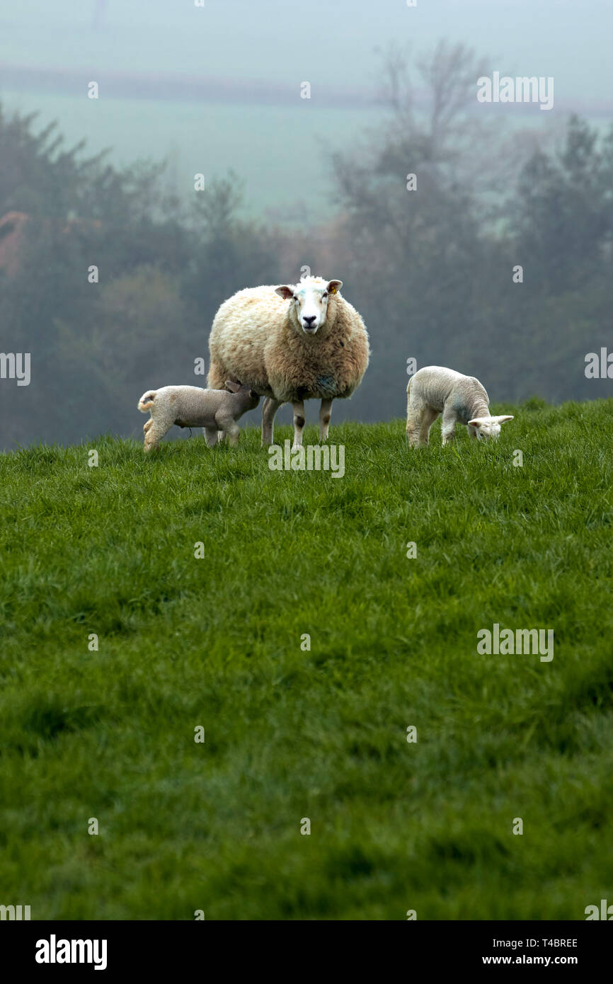 Sheep and new lambs in the mist of a spring day in the Kent countryside ...