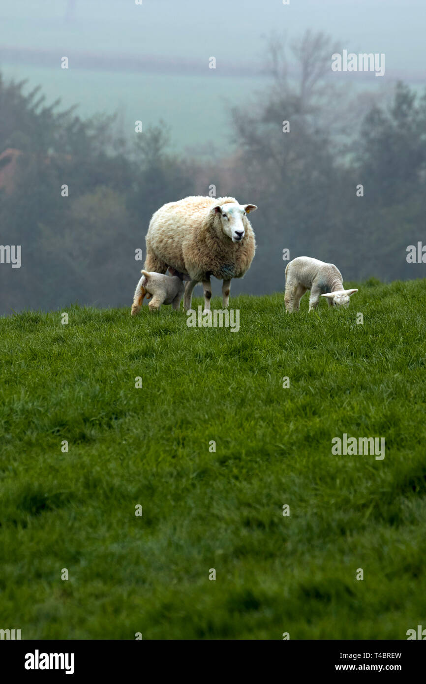 Sheep and new lambs in the mist of a spring day in the Kent countryside ...