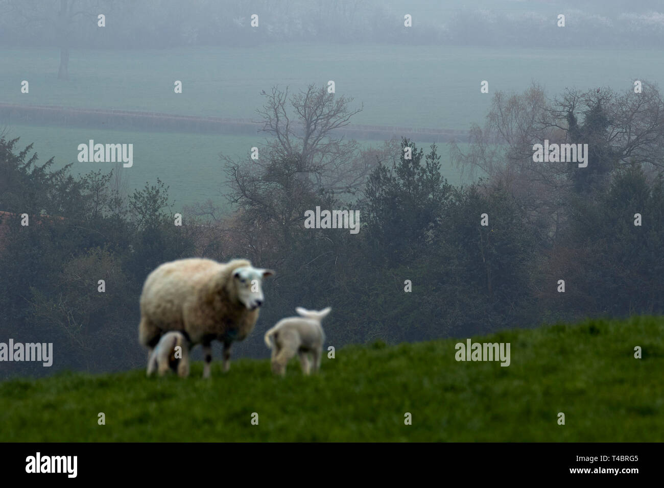 Sheep and new lambs in the mist of a spring day in the Kent countryside ...
