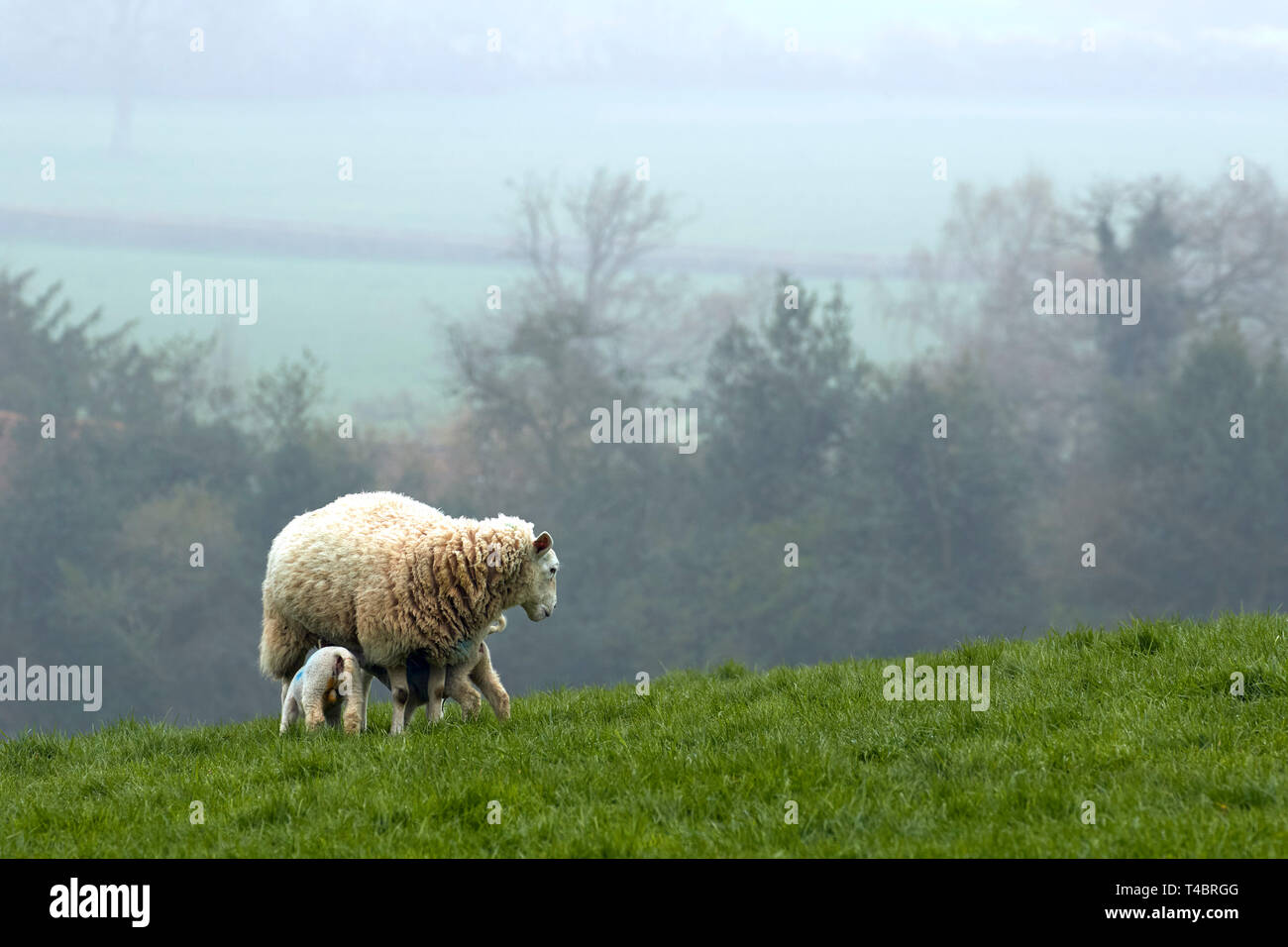 Sheep and new lambs in the mist of a spring day in the Kent countryside ...