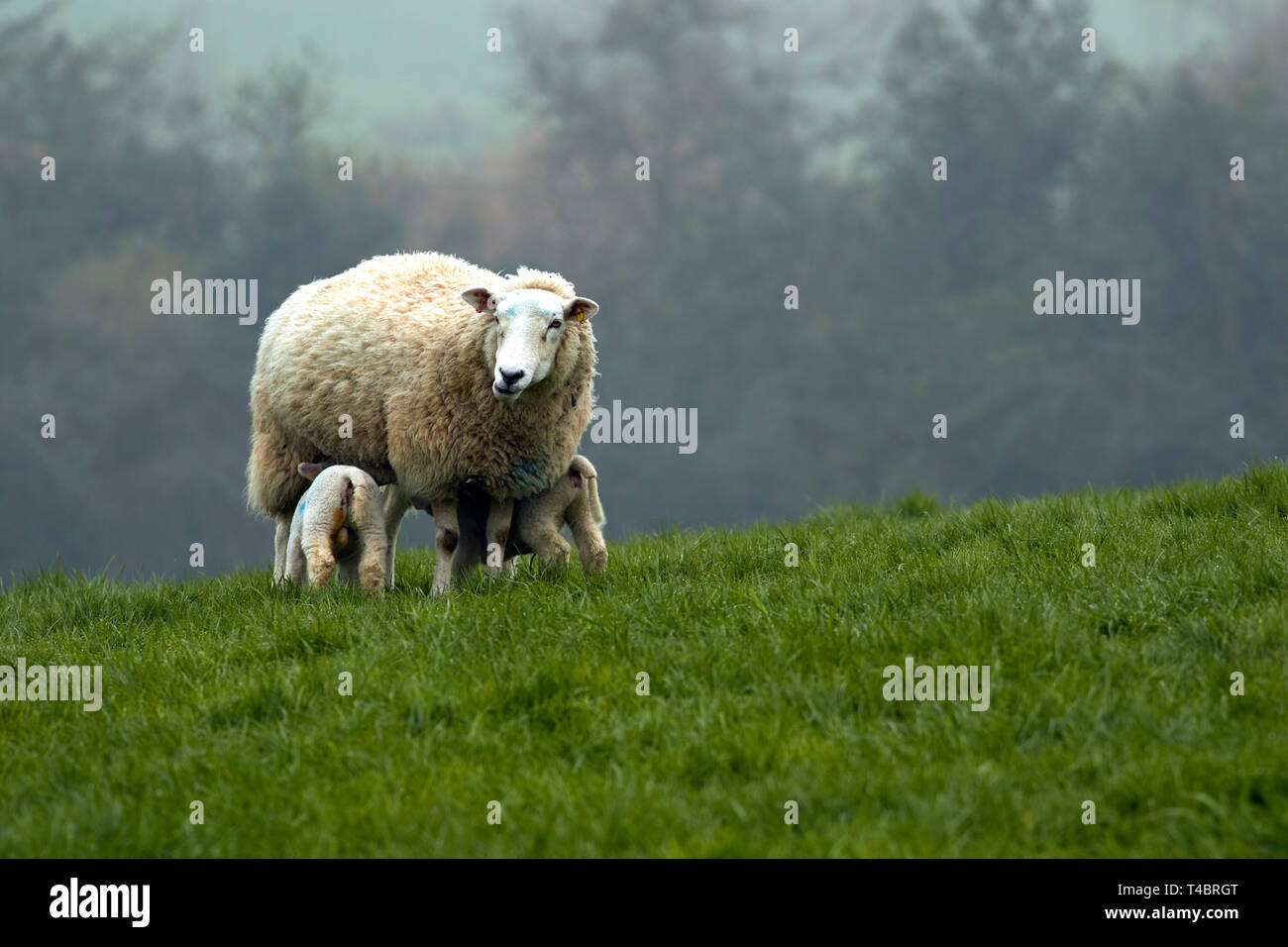 Sheep and new lambs in the mist of a spring day in the Kent countryside ...