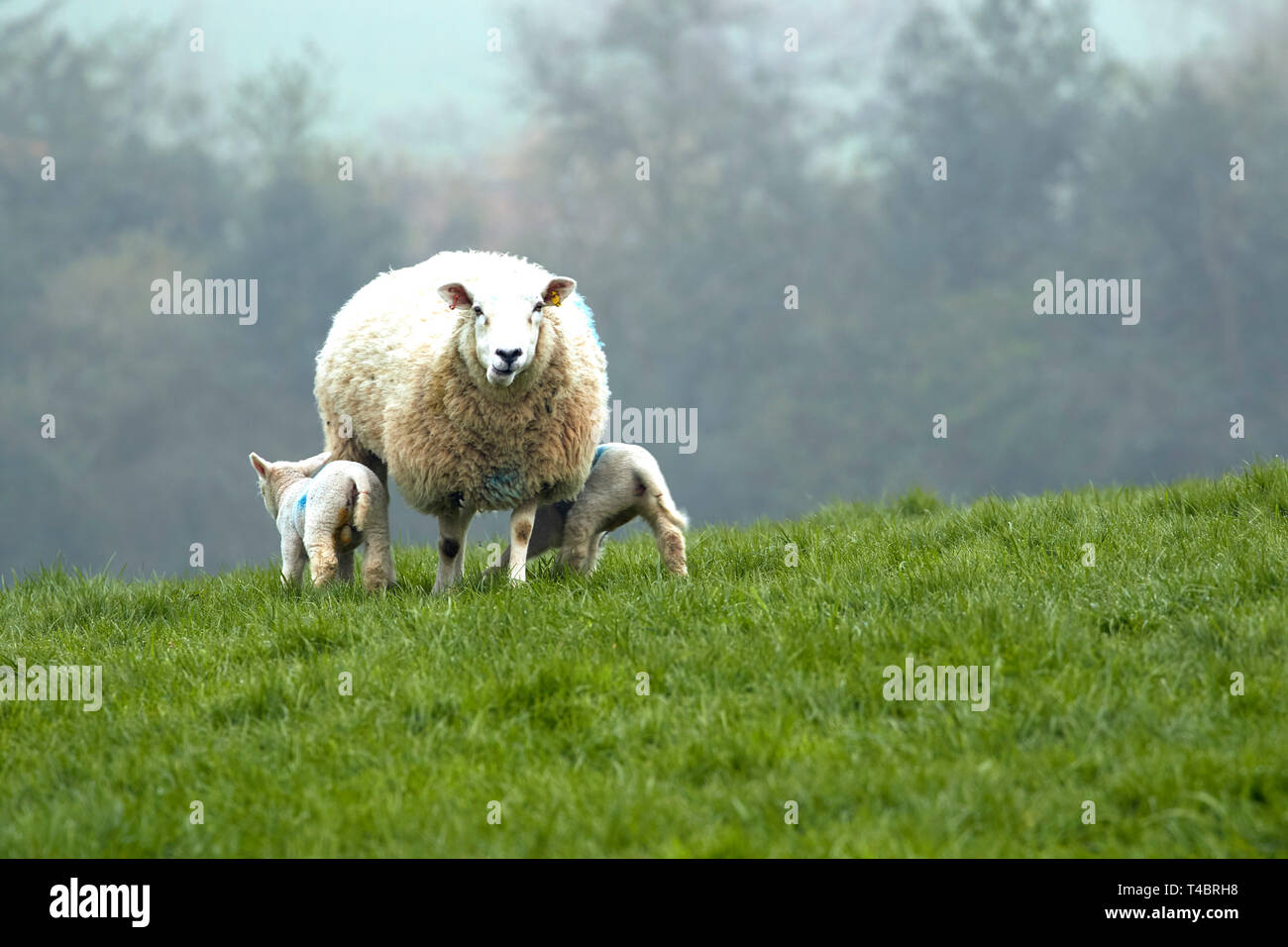 Sheep and new lambs in the mist of a spring day in the Kent countryside ...