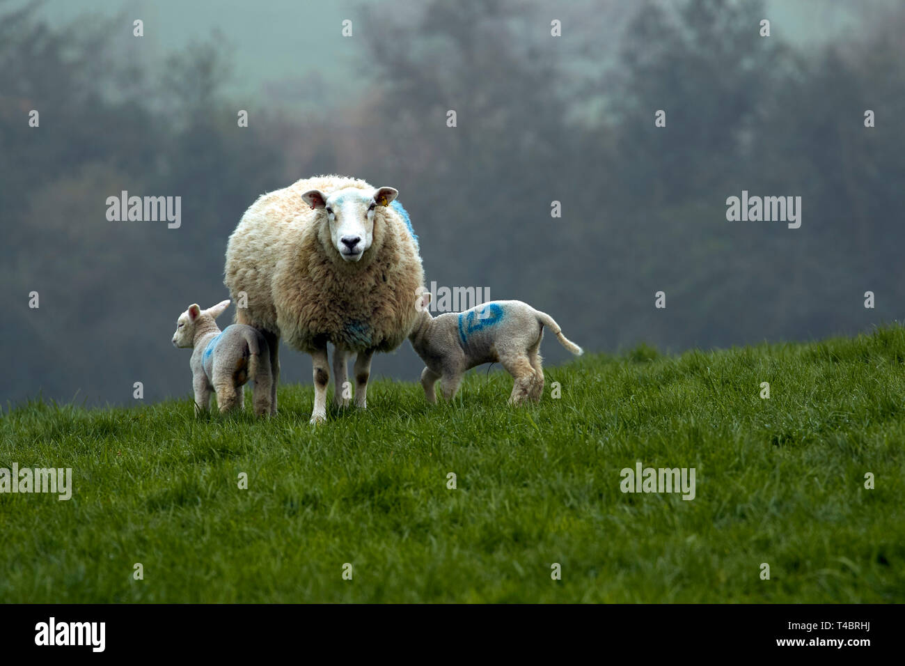 Sheep and new lambs in the mist of a spring day in the Kent countryside ...