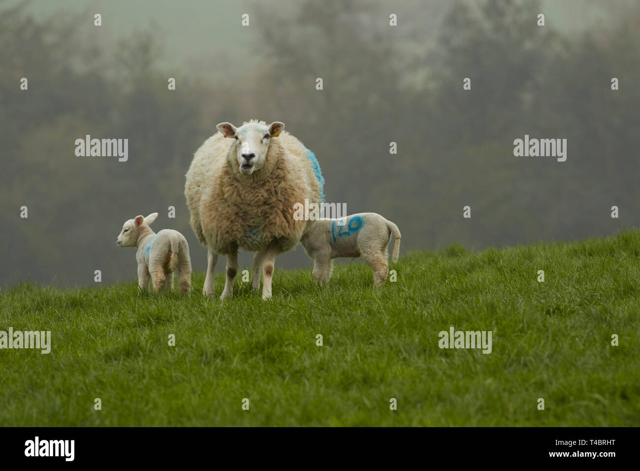 Sheep and new lambs in the mist of a spring day in the Kent countryside ...
