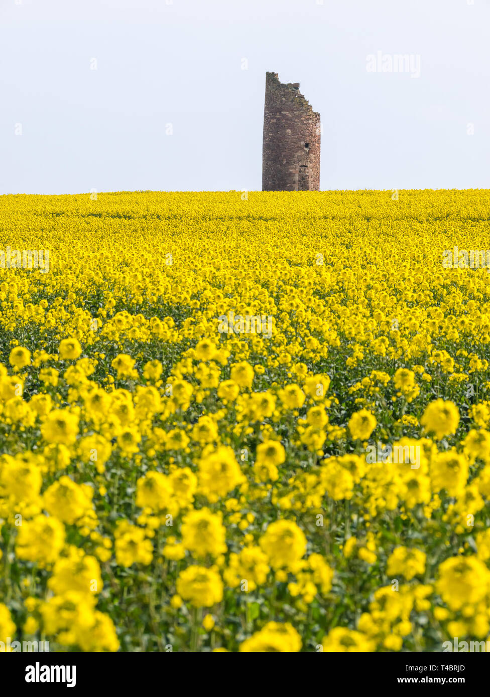 Ruined Balgone Barns windmill in flowering rape seed field, East ...
