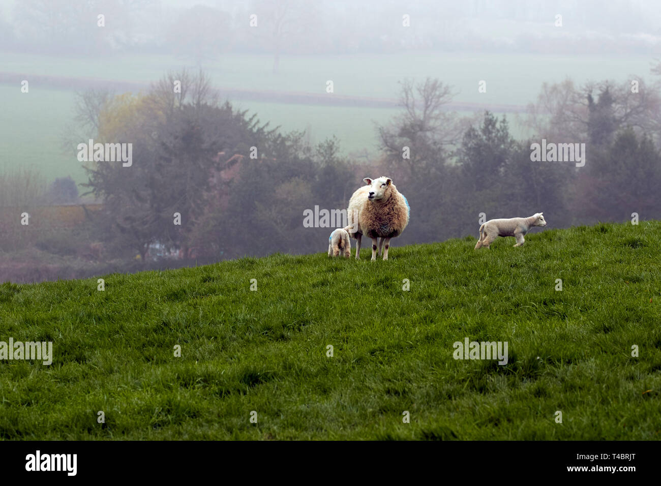 Sheep and new lambs in the mist of a spring day in the Kent countryside ...