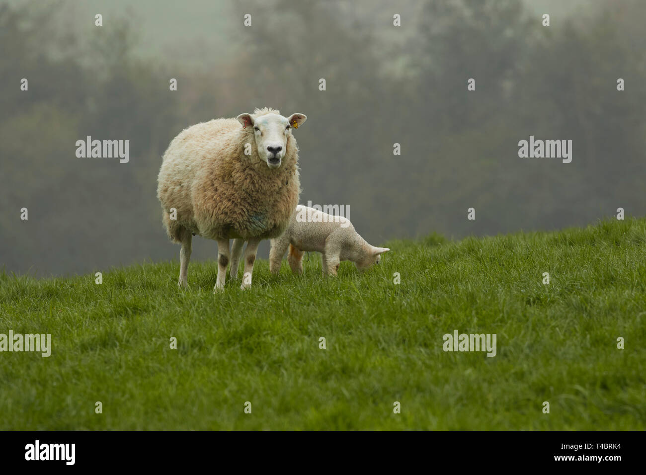 Sheep and new lambs in the mist of a spring day in the Kent countryside ...