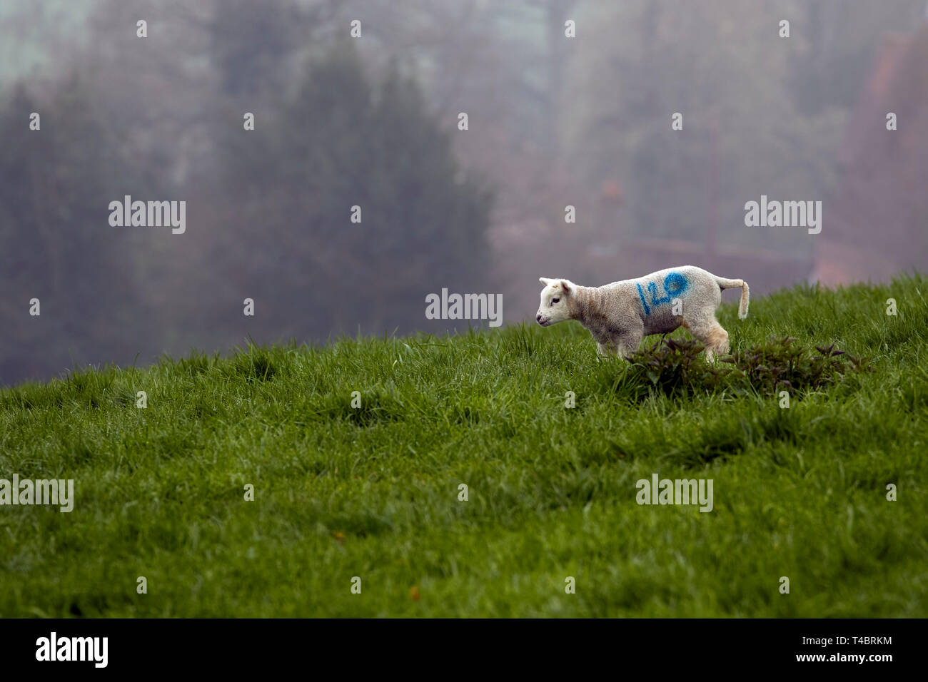 Cute lambs in the mist on the verdant Kent countryside, England Stock ...