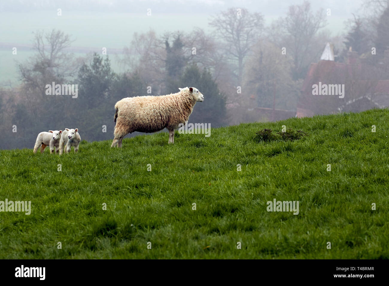 Sheep herder england hi-res stock photography and images - Alamy
