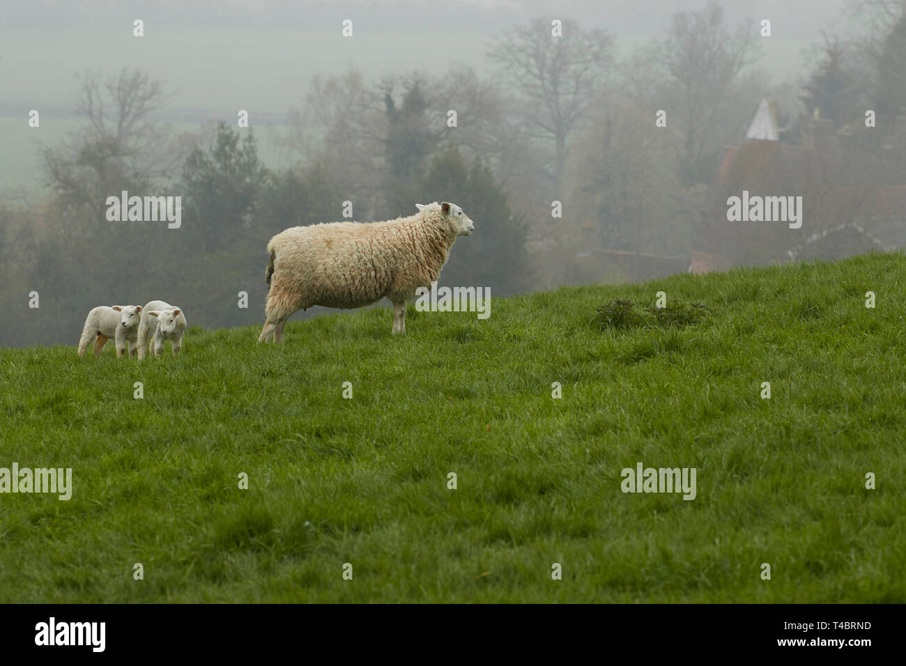 Sheep and new lambs in the mist of a spring day in the Kent countryside ...
