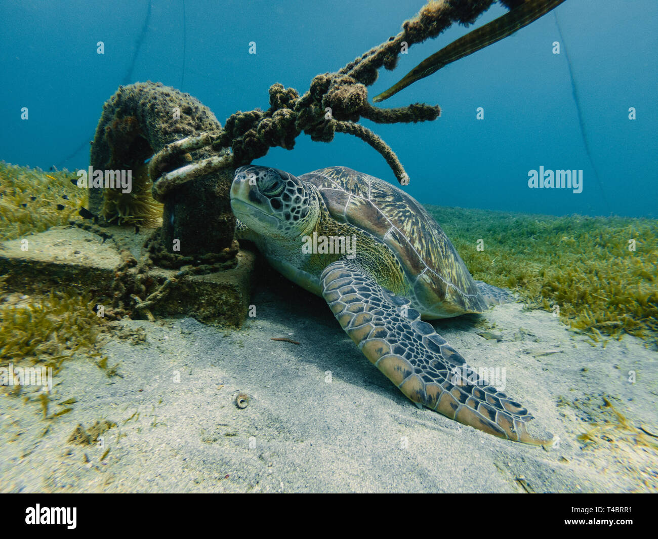 Turtle Submarine High Resolution Stock Photography and Images - Alamy
