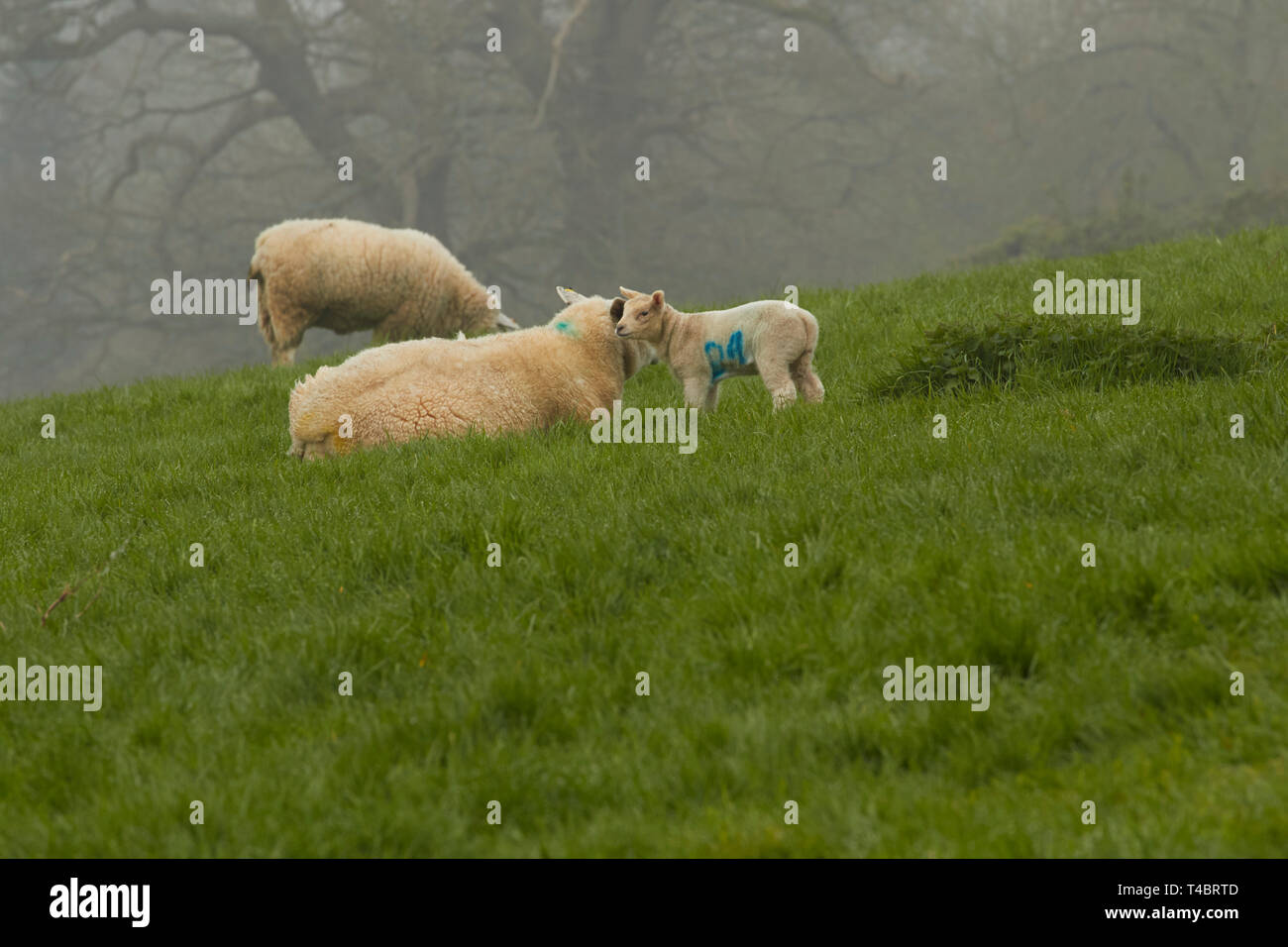 Sheep and new lambs in the mist of a spring day in the Kent countryside ...