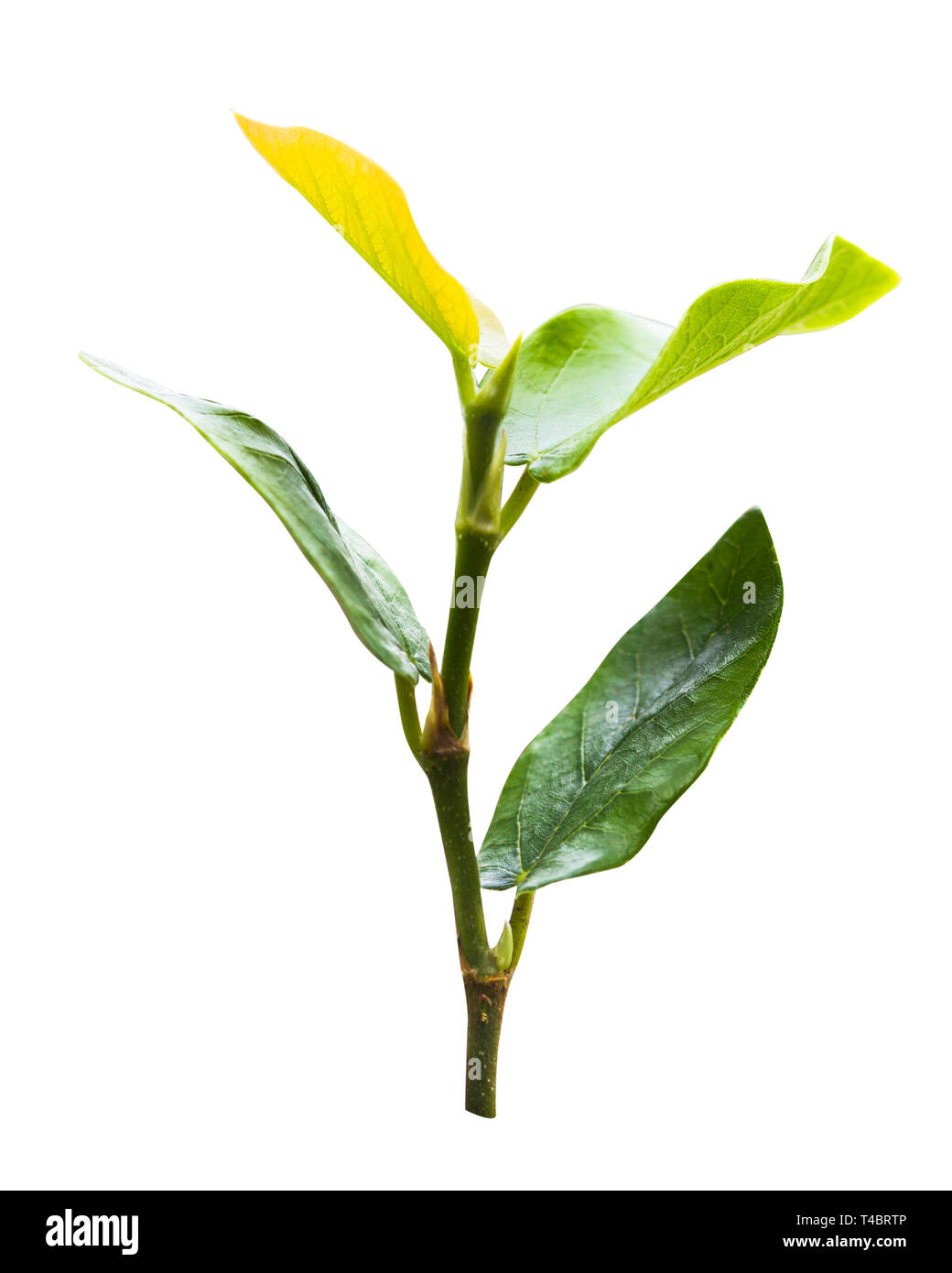 Green leafy shoots, top of leaves isolated on white background ...