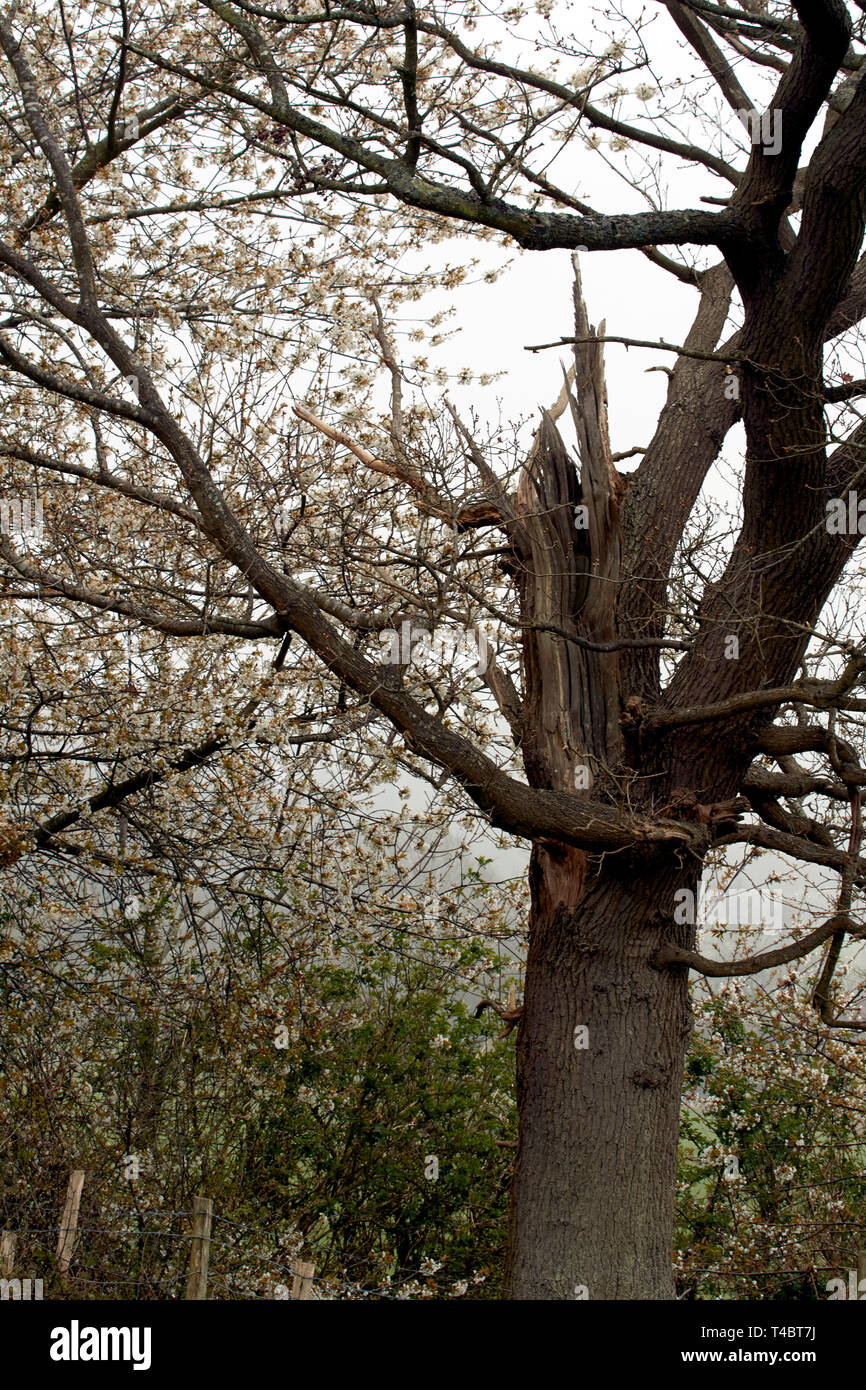 Skeleton of tree with Hawthorn spring blossom in the background, Kent ...