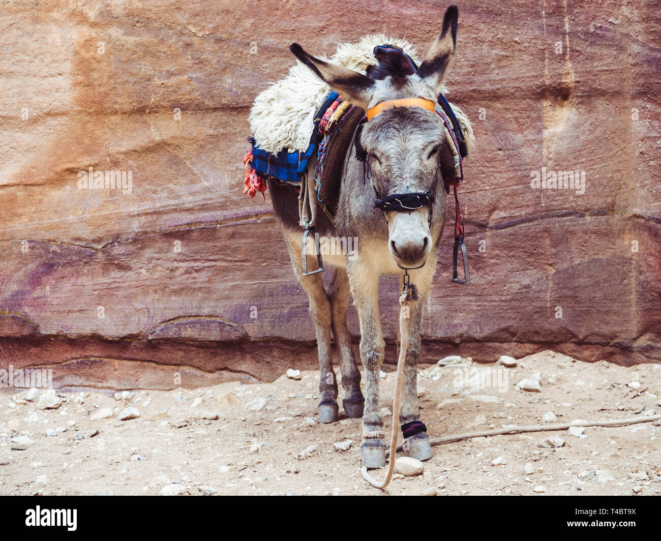 Small, beautiful donkey on the background of the rock. Close-up ...