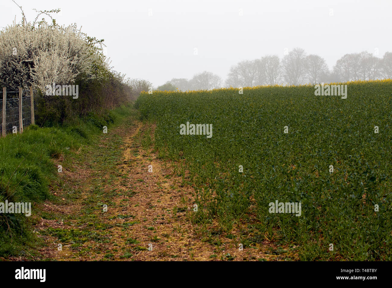 Flowering spring hedge on farmland in the mist, Kent, England Stock ...