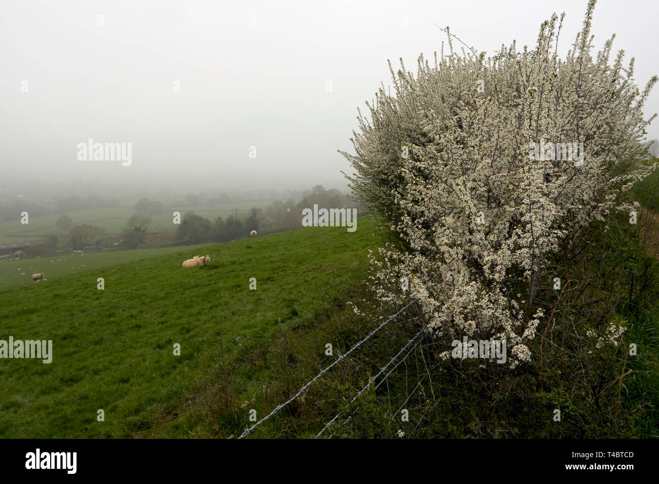 Flowering spring hedge on farmland in the mist, Kent, England Stock ...
