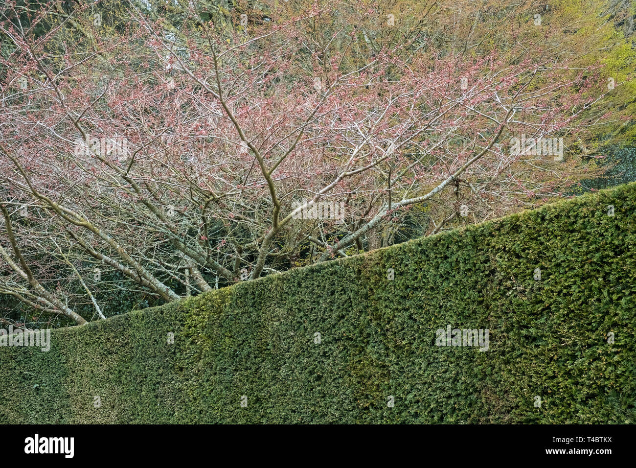 Clipped garden hedge hi-res stock photography and images - Alamy