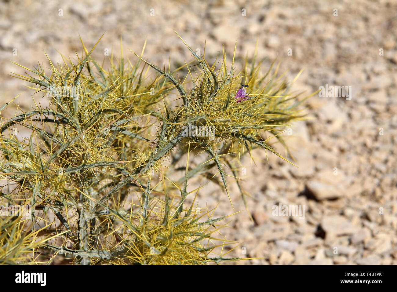 Spiny green plant grows in rocky desert Stock Photo - Alamy