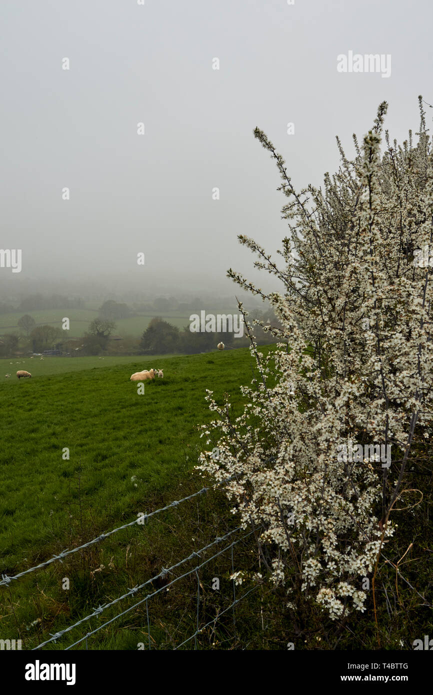 Flowering spring hedge on farmland in the mist, Kent, England Stock ...