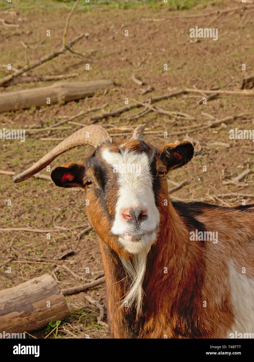 Goat heard hi-res stock photography and images - Alamy