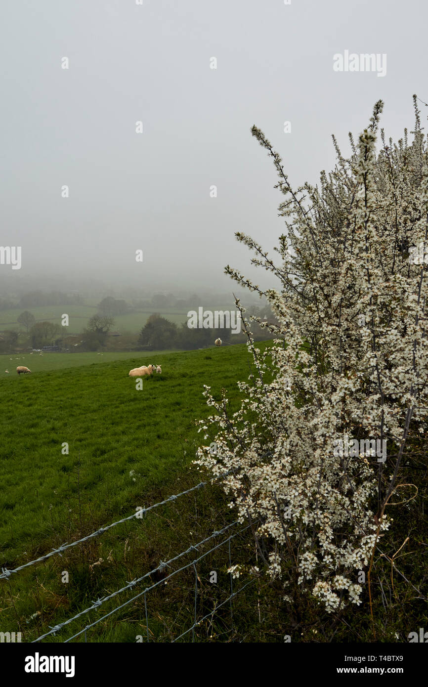 Flowering spring hedge on farmland in the mist, Kent, England Stock ...