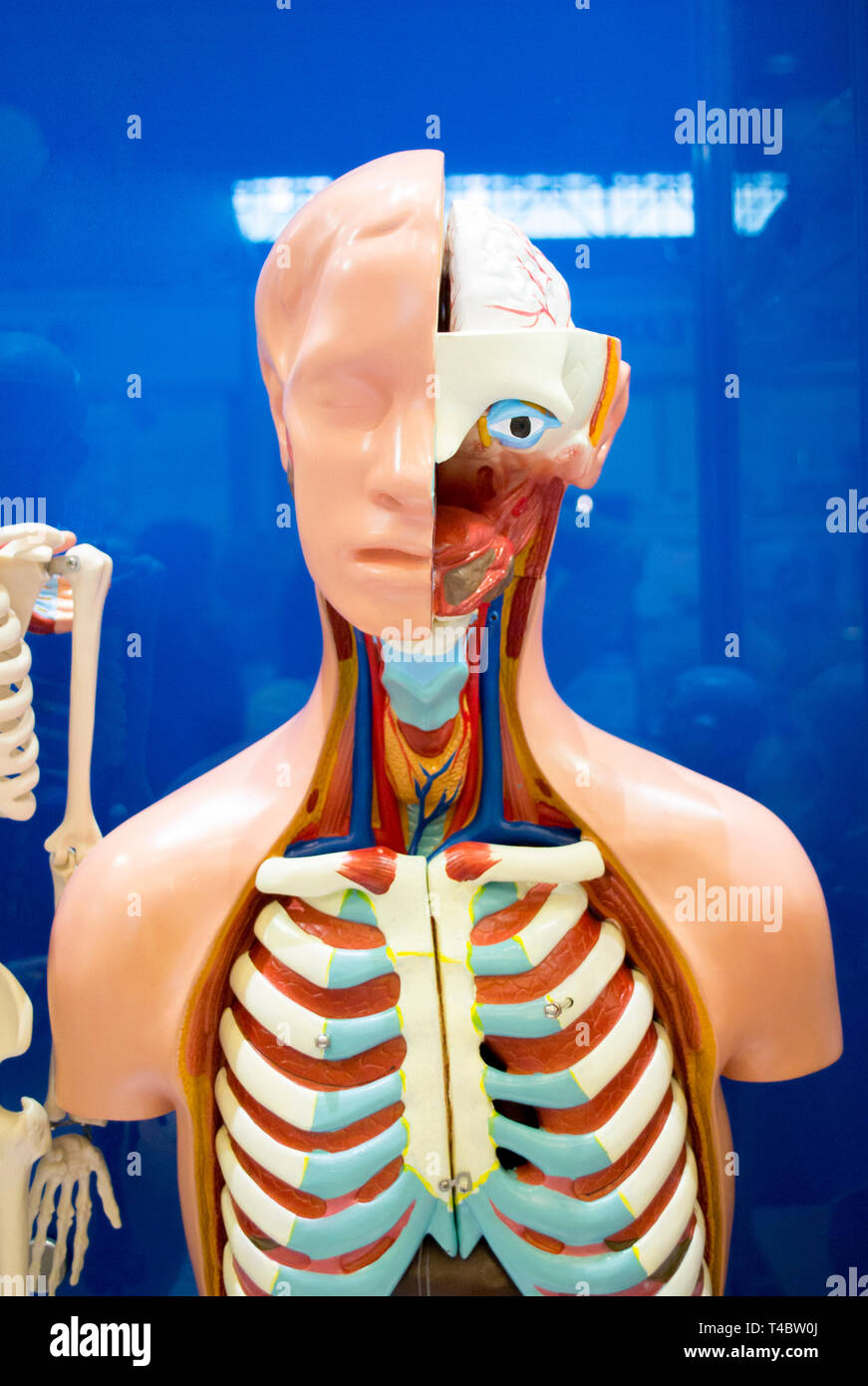 Human internal organs dummy, training dummy, detail of the face, thorax ...