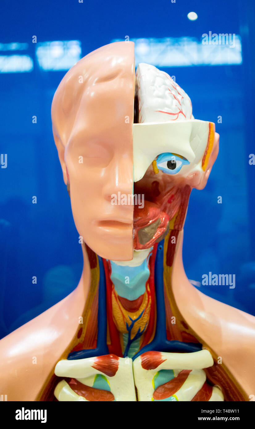 Human internal organs dummy, training dummy, detail of the face, thorax ...