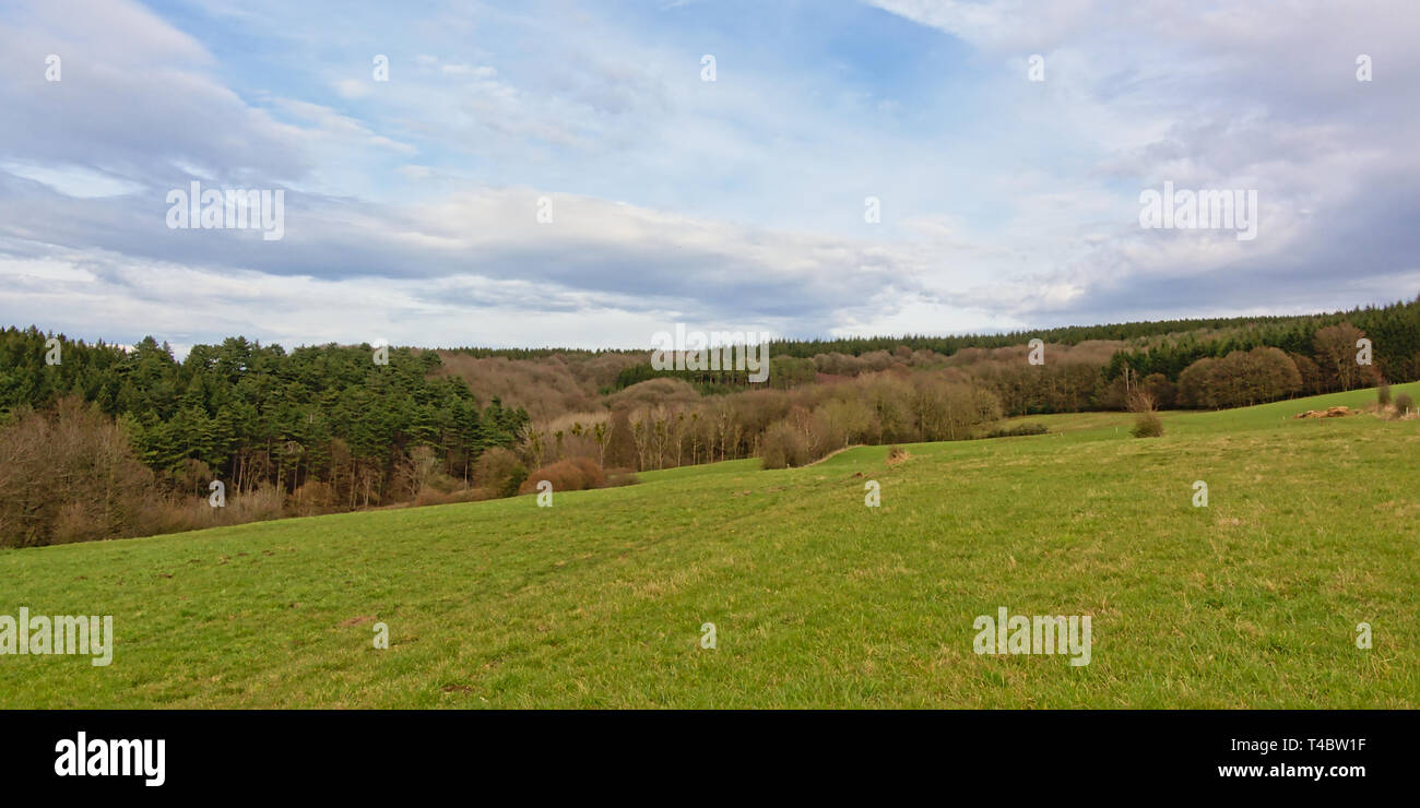 Ardennes landscape with flanks of rolling hills with pine and other ...