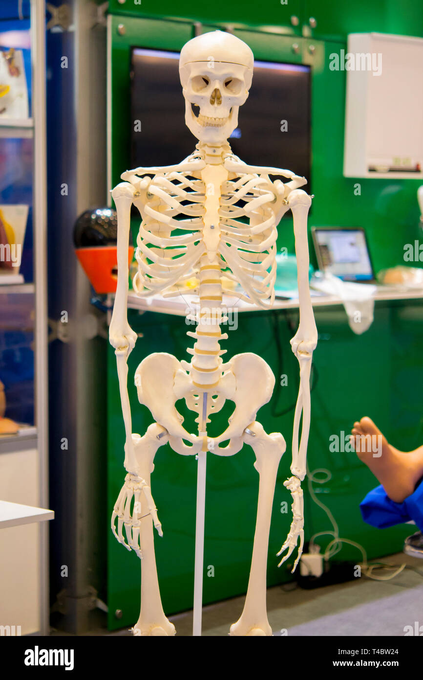 Human body anatomy hi-res stock photography and images - Alamy