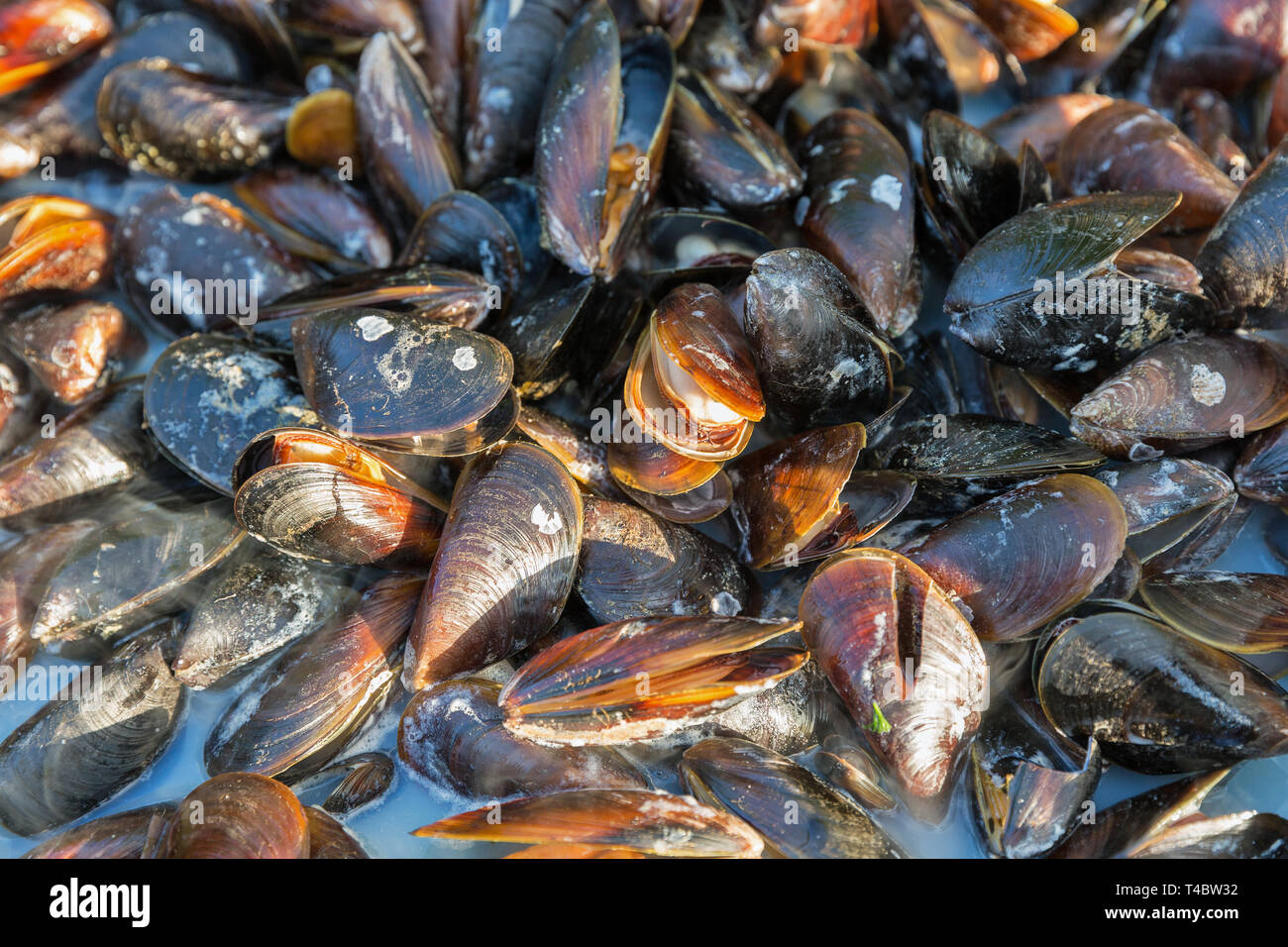 fresh cooked mussels closeup background Stock Photo - Alamy