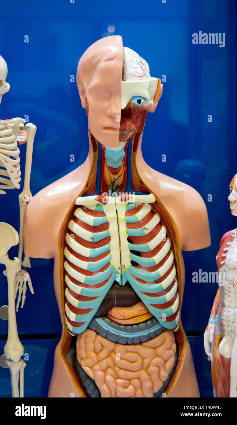 Human internal organs dummy, training dummy, detail of the face, thorax ...