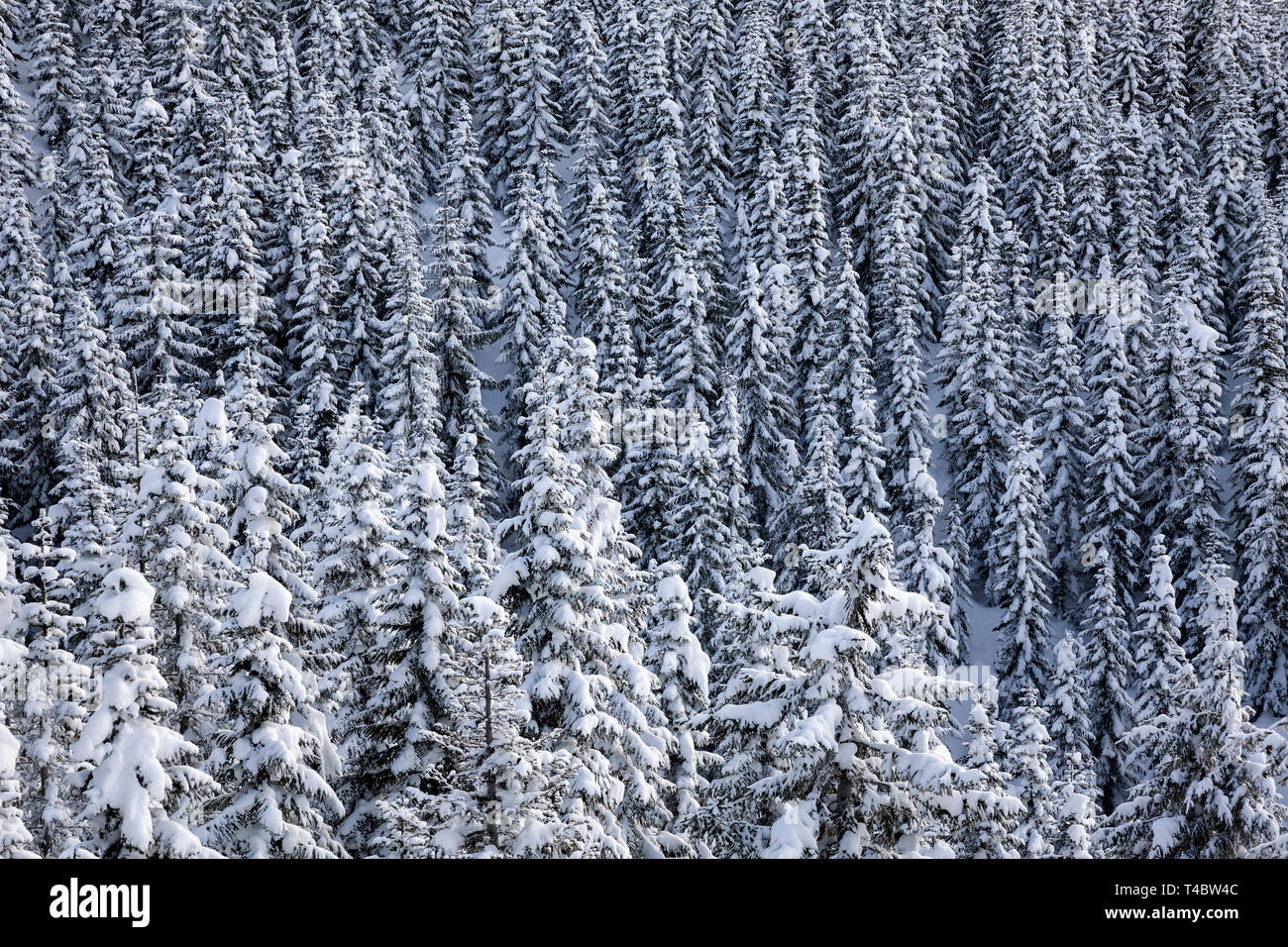 Covered texture hi-res stock photography and images - Alamy