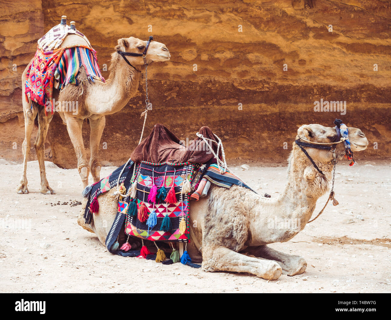 Two beautiful camels on the background of the rock. Close-up. Concept ...