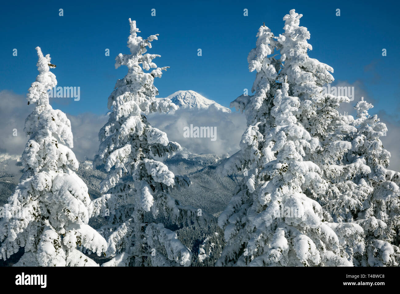 Mt rainier cascade mountains hi-res stock photography and images - Alamy