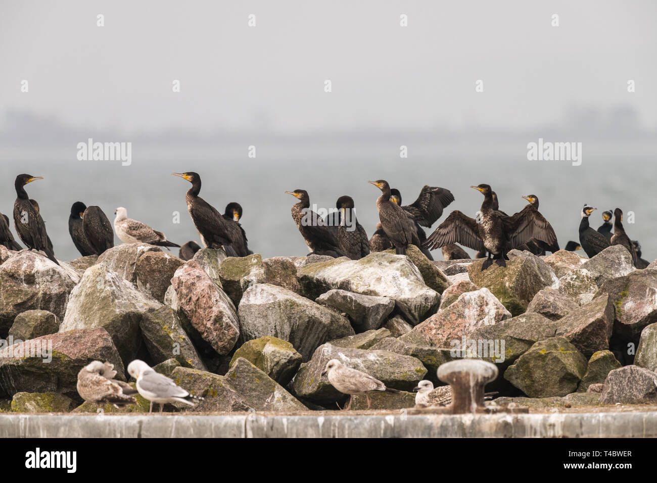 The mole on the baltic sea hi-res stock photography and images - Alamy