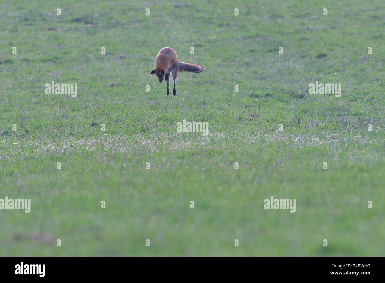 red fox looking and hunting on a meadow for fieldmouse Stock Photo - Alamy