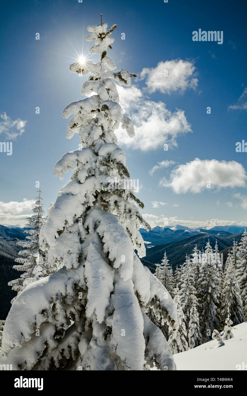 Tahoma hut system hi-res stock photography and images - Alamy