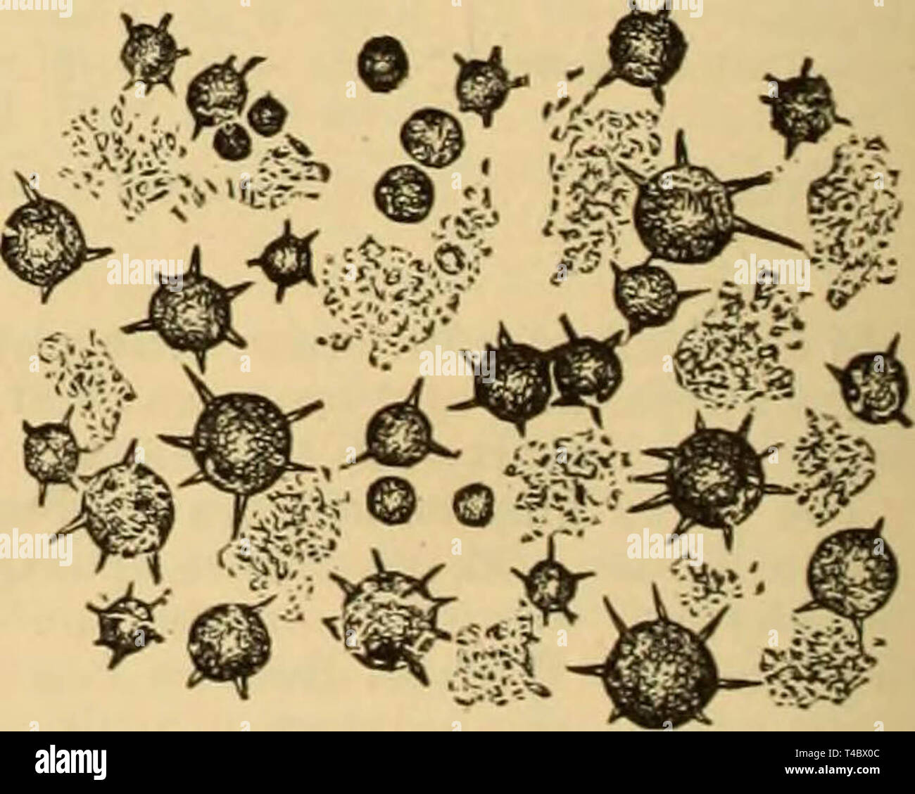 "A Reference handbook of the medical sciences : embracing the entire ...