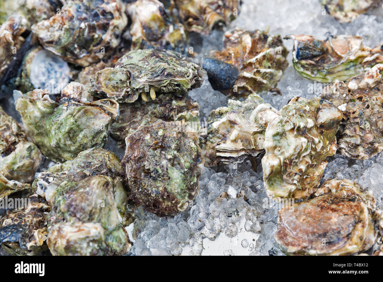 Raw oyster background and texture, organic sea food closeup Stock Photo ...