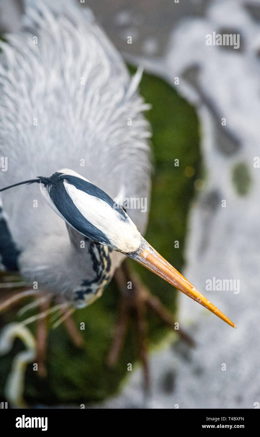 Heron looking hi-res stock photography and images - Alamy
