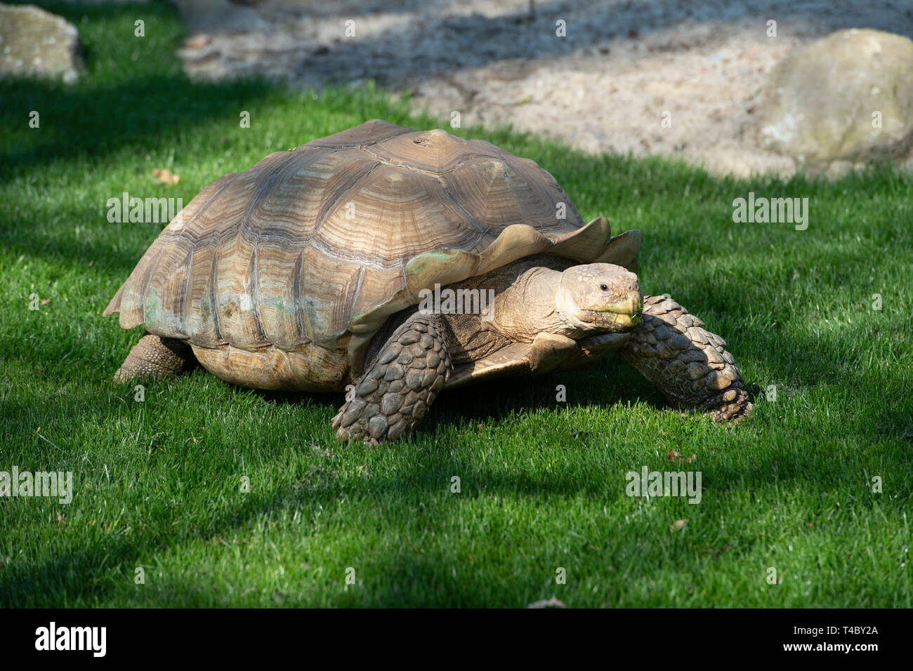 Helmuth turtle hi-res stock photography and images - Alamy